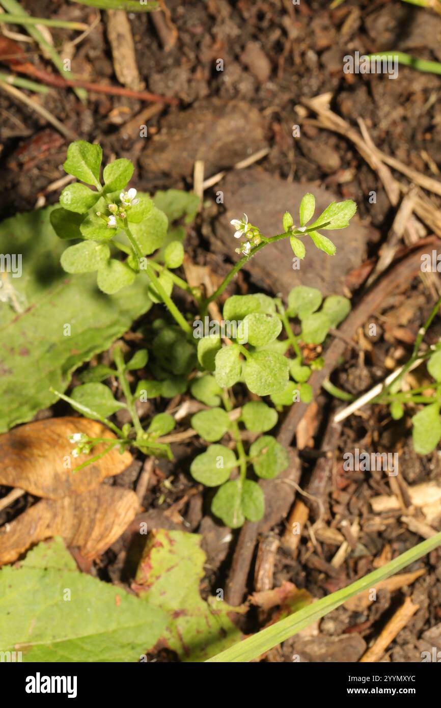 wavy bittercress (Cardamine flexuosa Stock Photo - Alamy