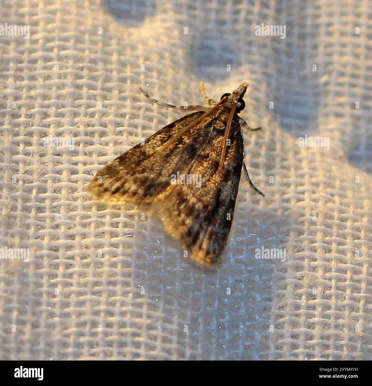 Many-spotted Scoparia Moth (Scoparia basalis Stock Photo - Alamy