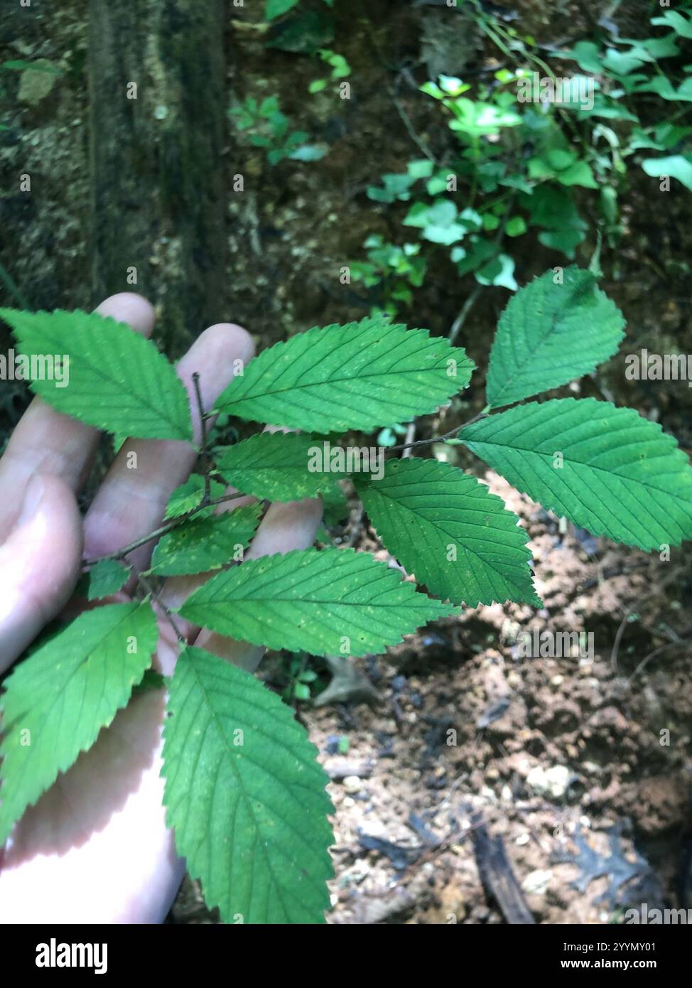 slippery elm (Ulmus rubra Stock Photo - Alamy