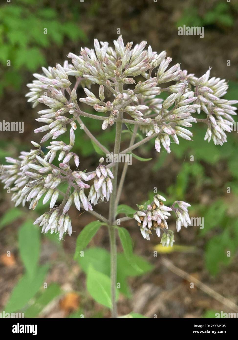 sweet Joe-Pye-weed (Eutrochium purpureum Stock Photo - Alamy
