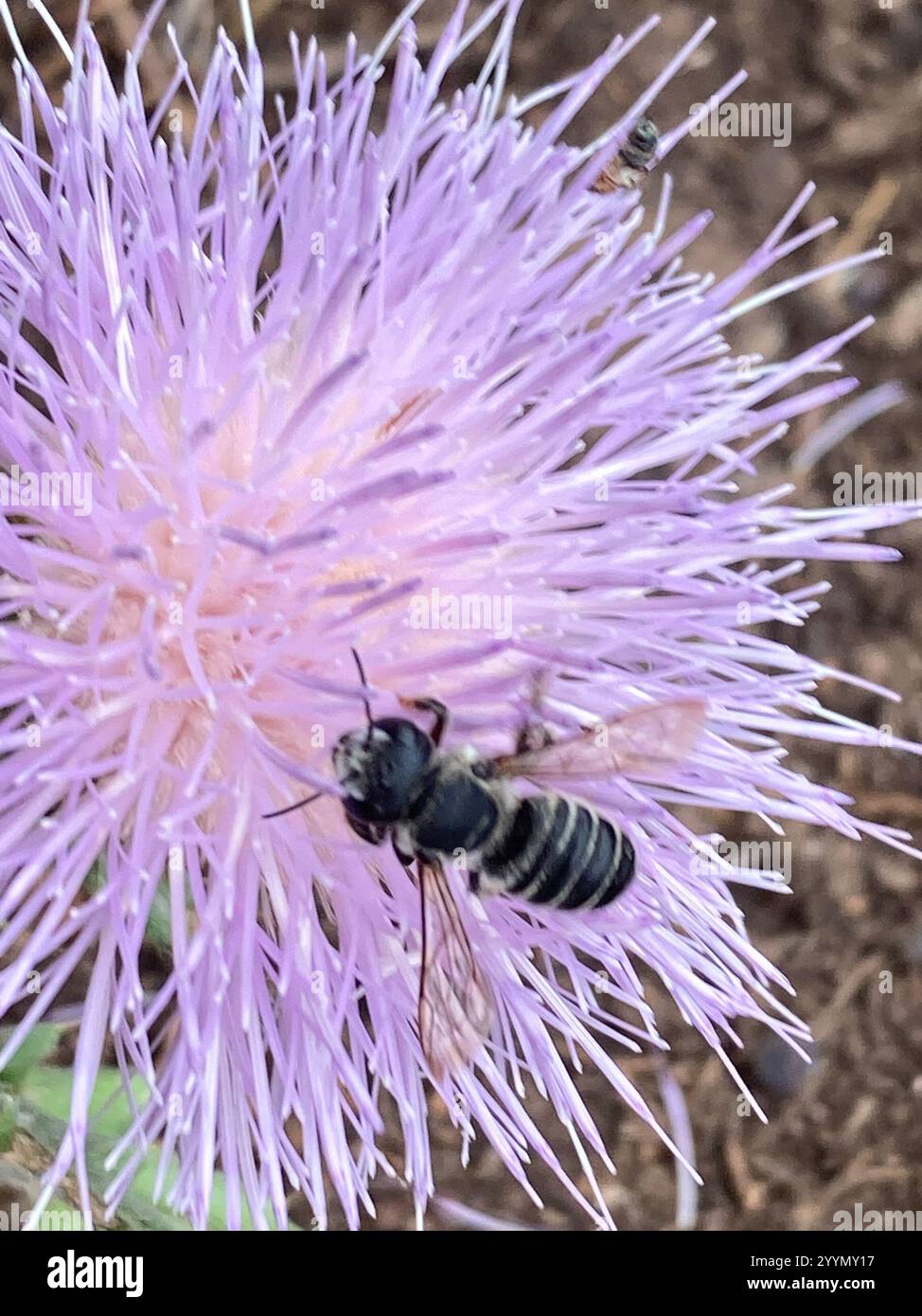 Leafcutter, Mortar, and Resin Bees (Megachile Stock Photo - Alamy