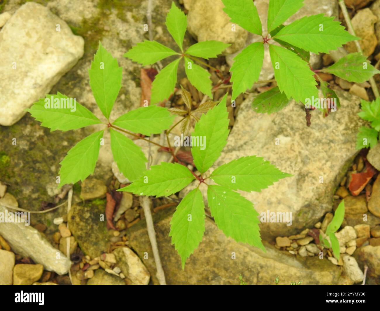 Virginia creeper (Parthenocissus quinquefolia Stock Photo - Alamy