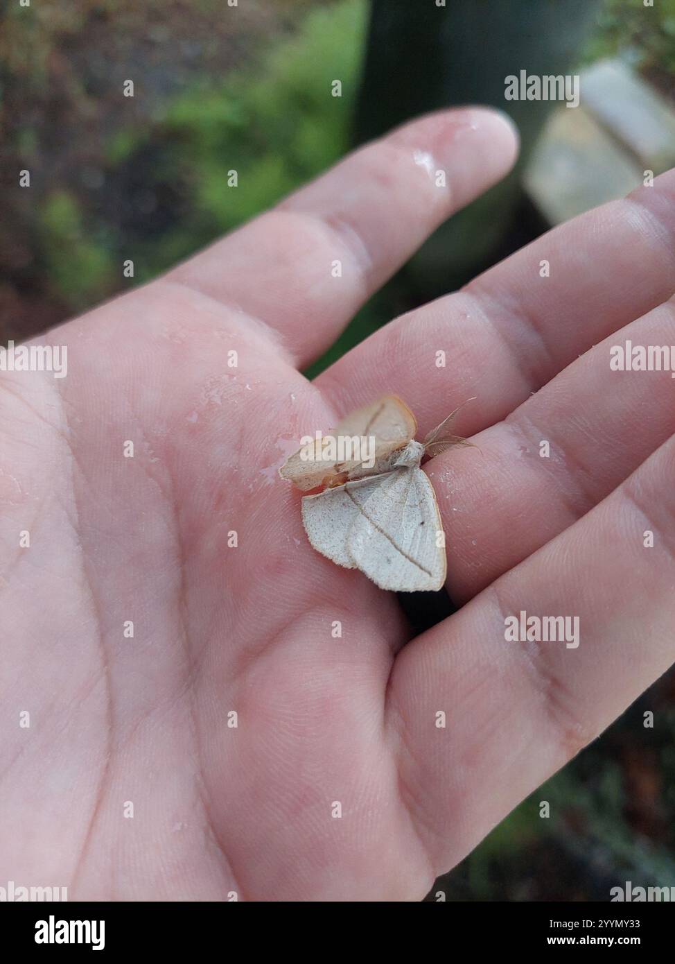 Confused Eusarca Moth (Eusarca confusaria Stock Photo - Alamy