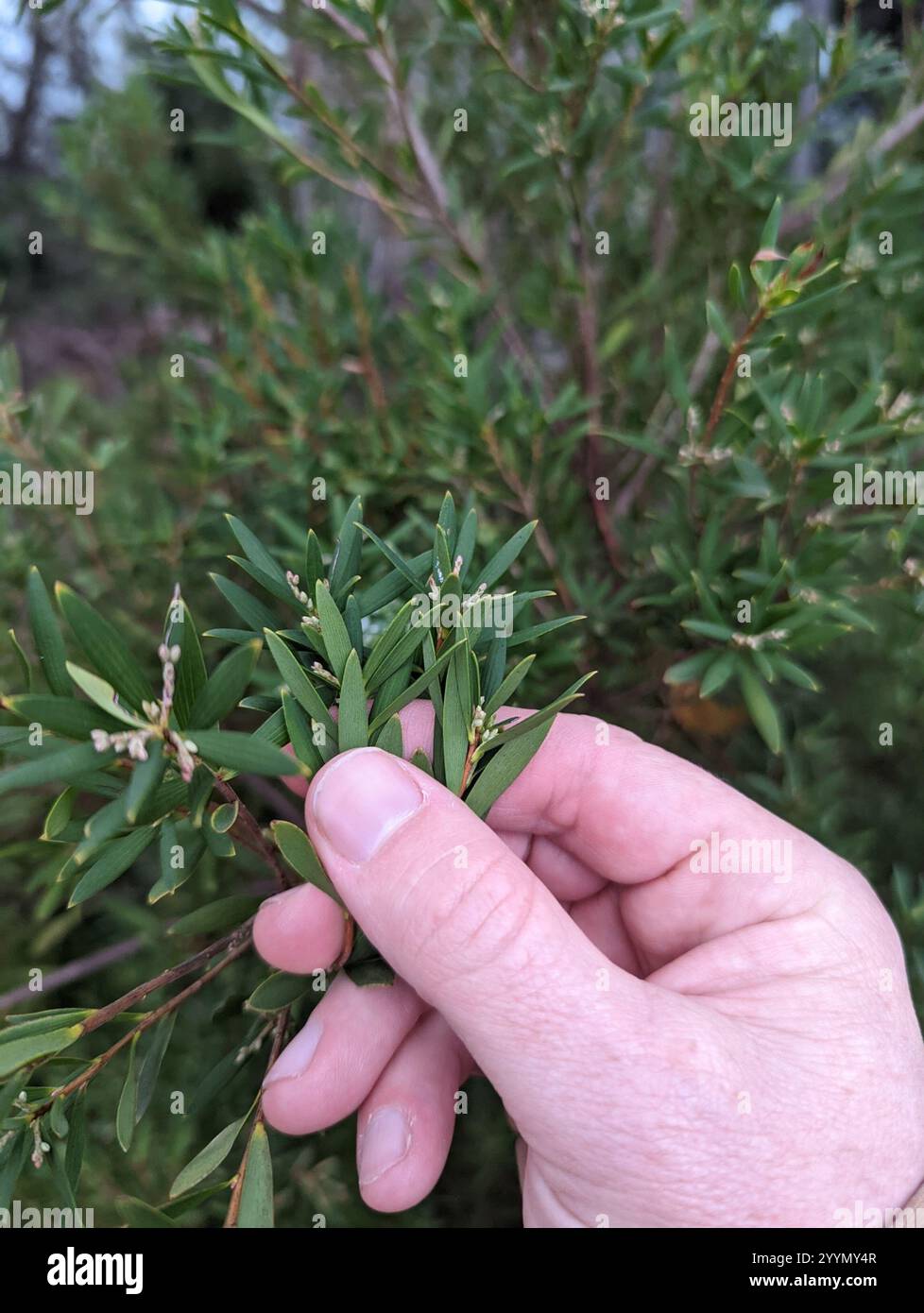 coastal beard-heath (Leucopogon parviflorus Stock Photo - Alamy