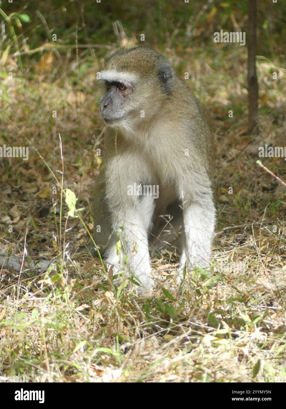 Southern Vervet Monkey (Chlorocebus pygerythrus pygerythrus Stock Photo ...