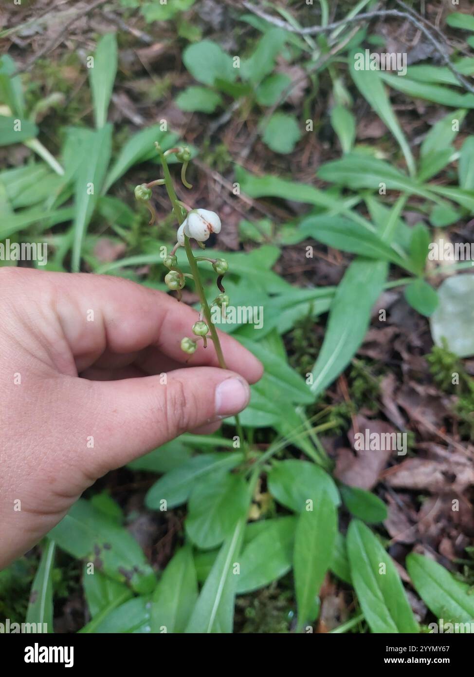 shinleaf (Pyrola elliptica Stock Photo - Alamy