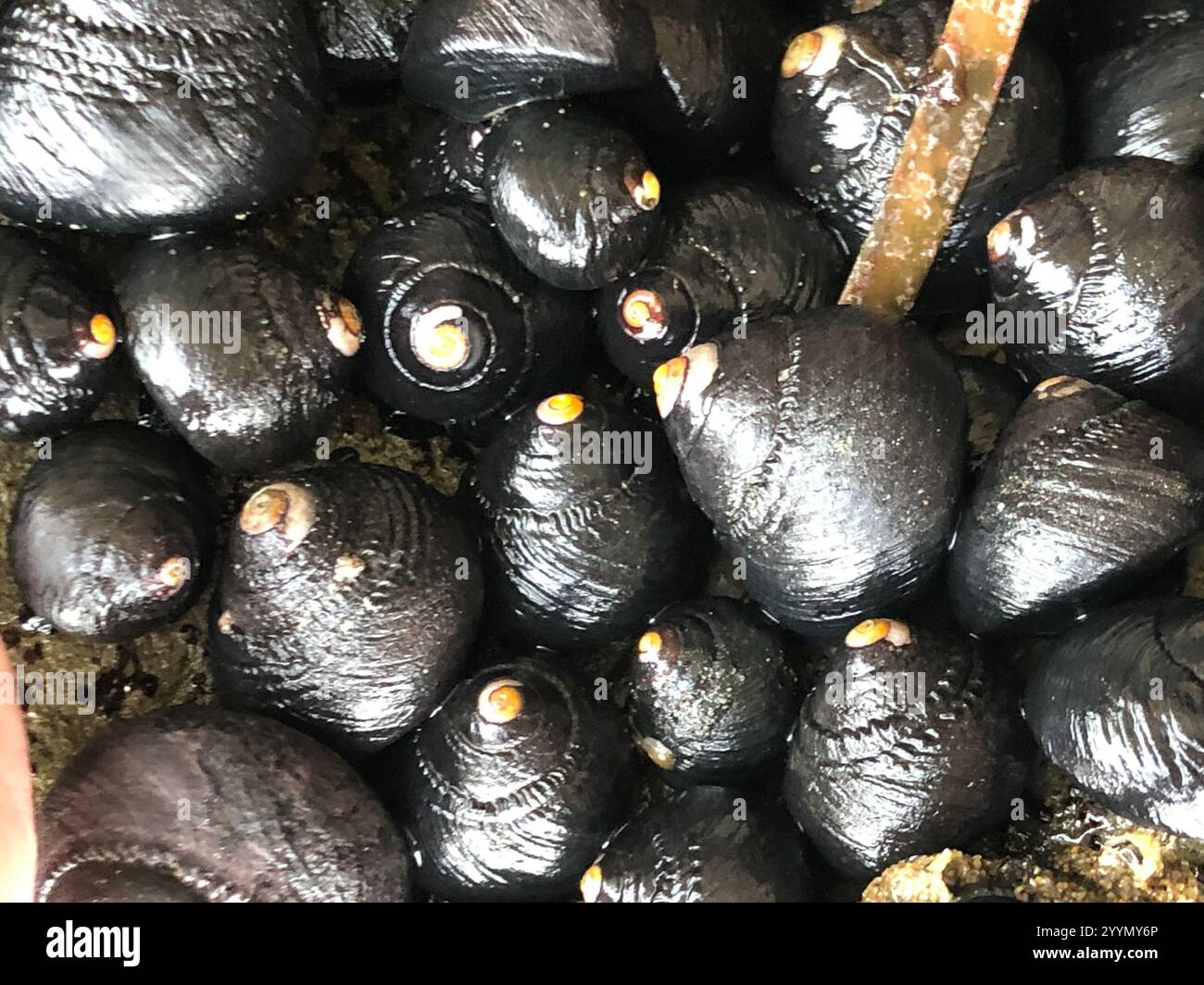 Black Tegula (Tegula funebralis Stock Photo - Alamy