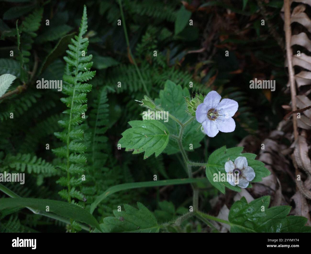 Bolanders hi-res stock photography and images - Alamy