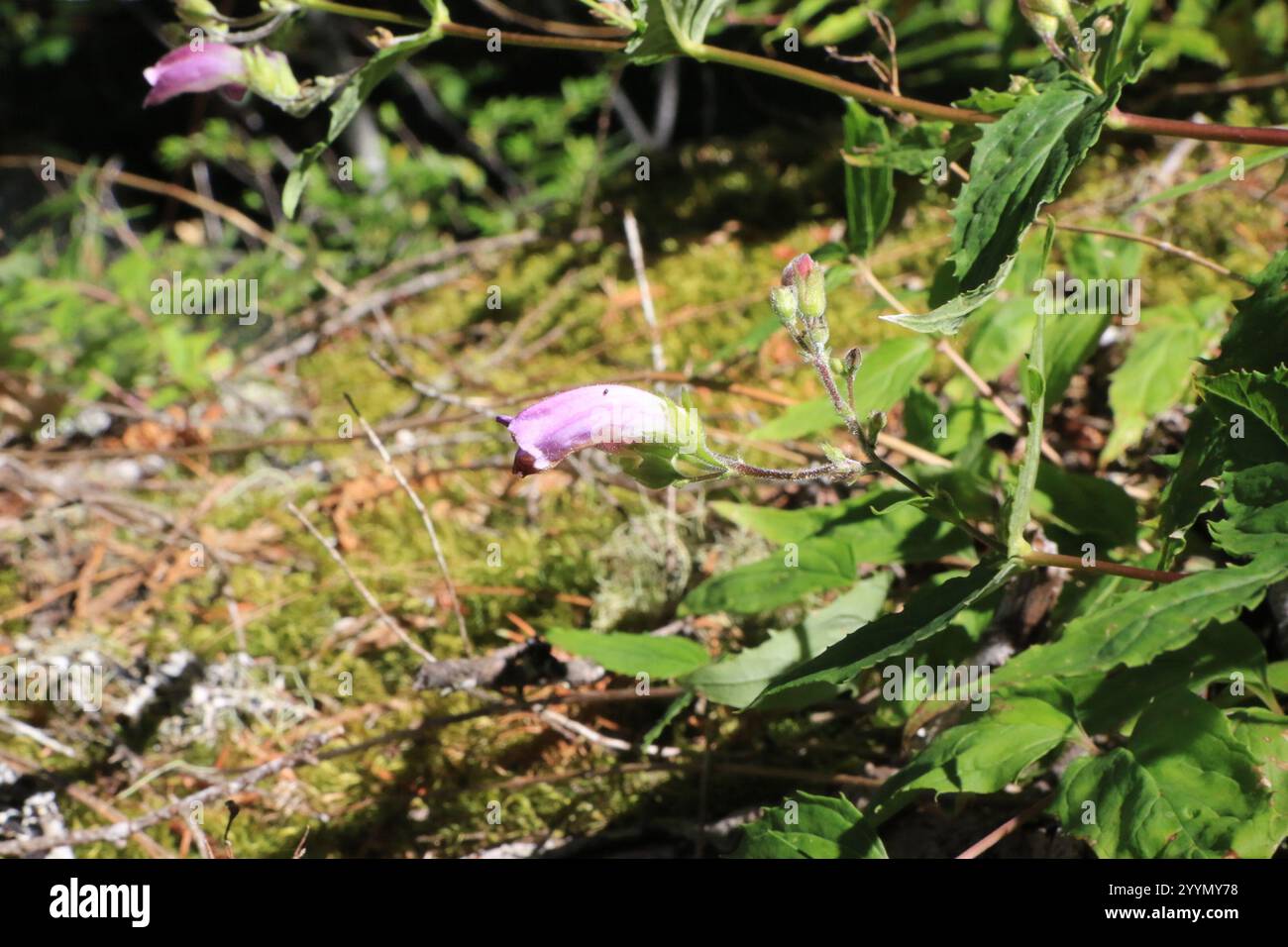 Nothochelone nemorosa hi-res stock photography and images - Alamy