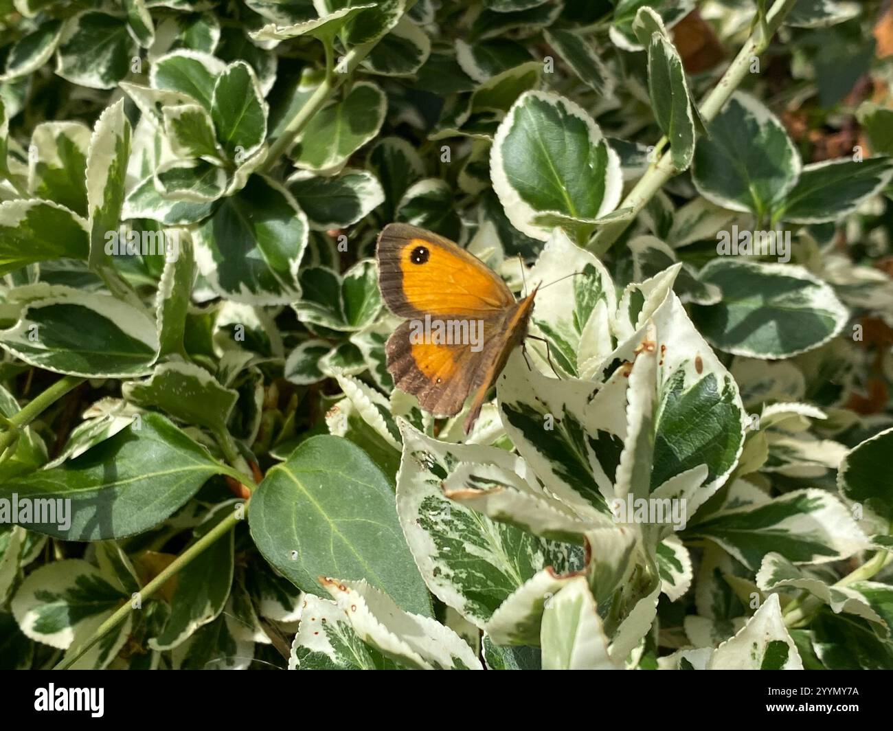 Gatekeeper (Pyronia tithonus Stock Photo - Alamy