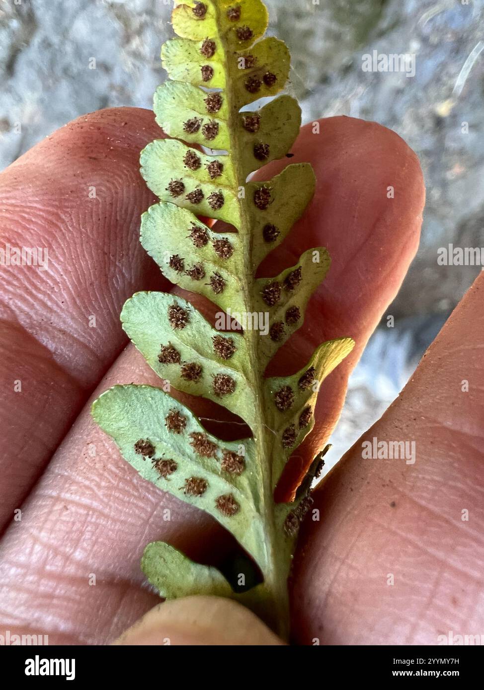 irregular polypody (Polypodium amorphum Stock Photo - Alamy