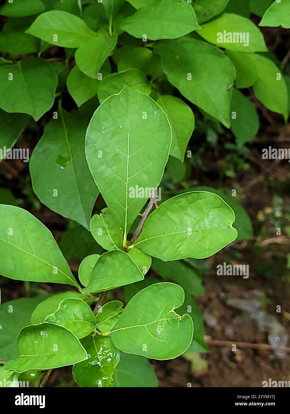 northern spicebush (Lindera benzoin Stock Photo - Alamy