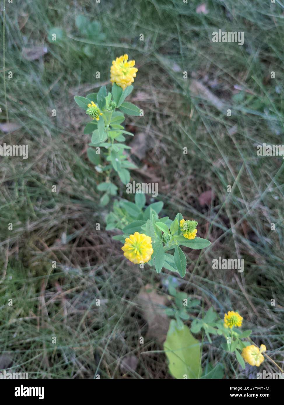Trifolium aureum hi-res stock photography and images - Alamy