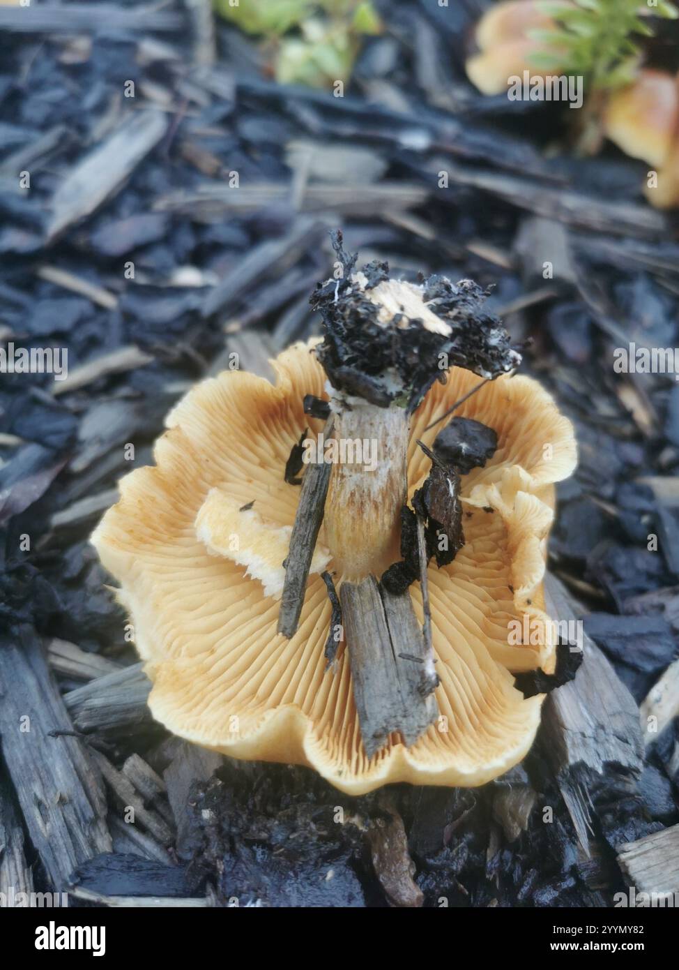rustgills and gyms (Gymnopilus Stock Photo - Alamy