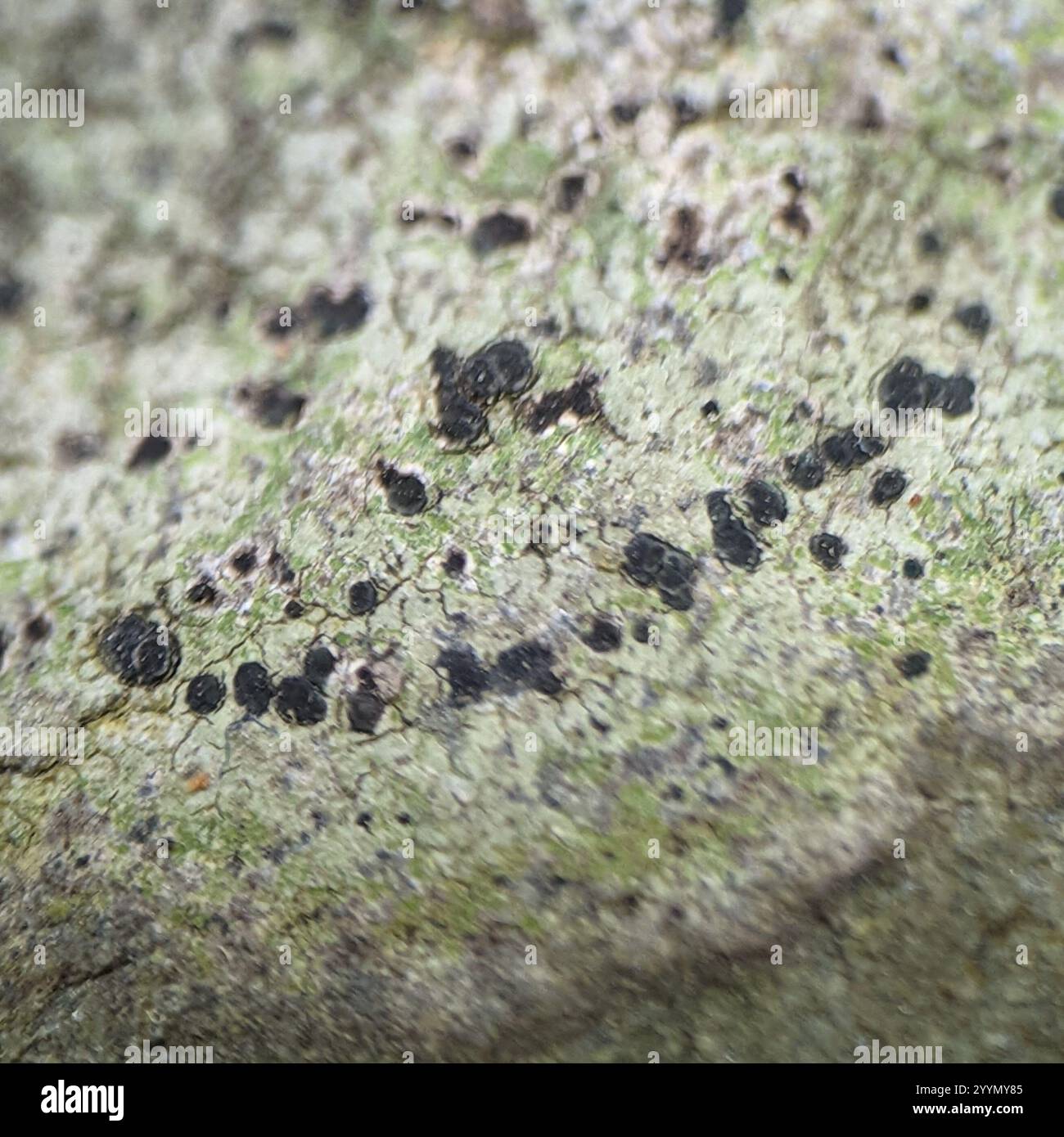 concentric boulder lichen (Porpidia crustulata Stock Photo - Alamy