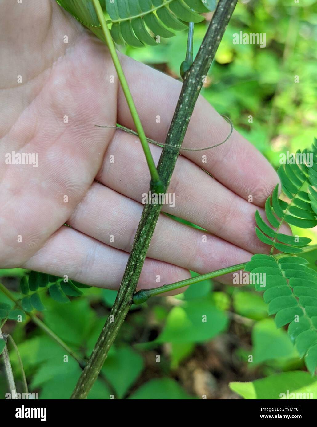 Persian silk tree (Albizia julibrissin Stock Photo - Alamy