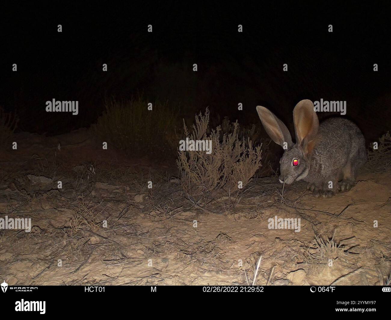 Bunolagus hi-res stock photography and images - Alamy