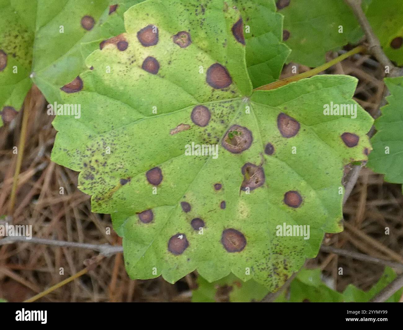 Phyllosticta hi-res stock photography and images - Alamy