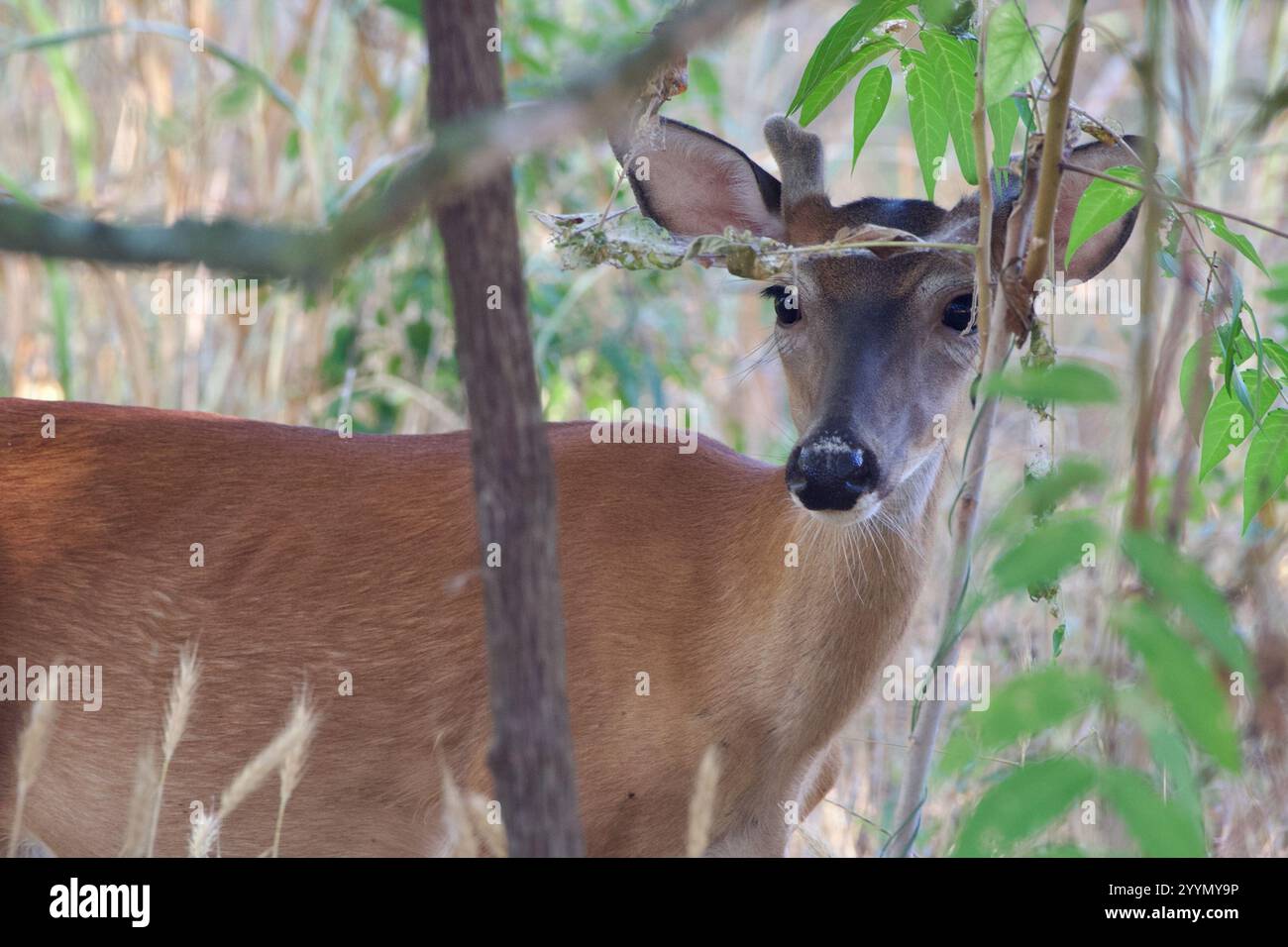 White-tailed Deer (Odocoileus virginianus Stock Photo - Alamy