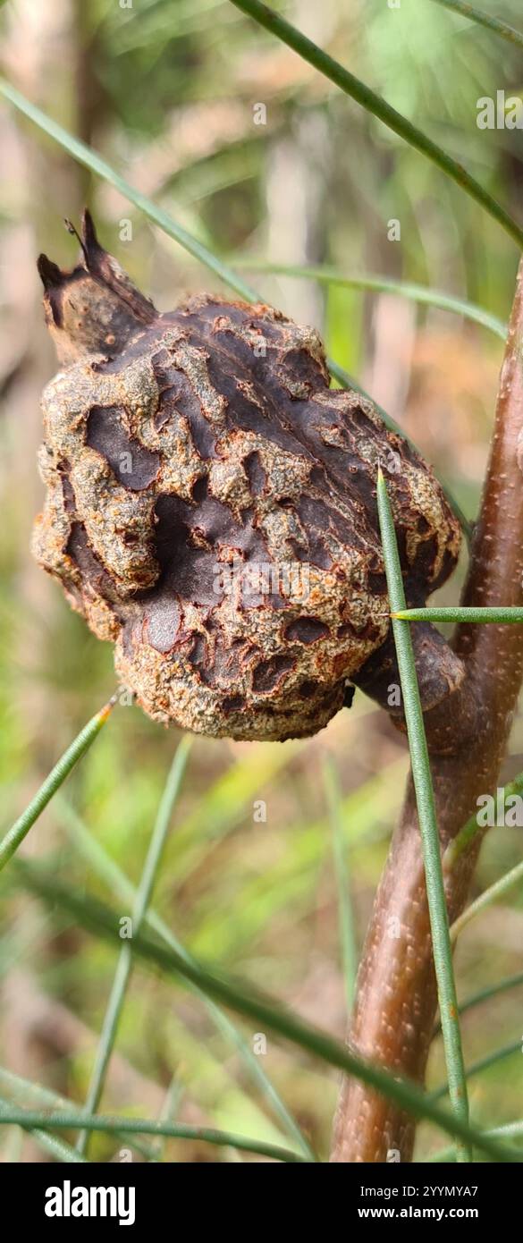 Bushy needlebush (Hakea sericea Stock Photo - Alamy
