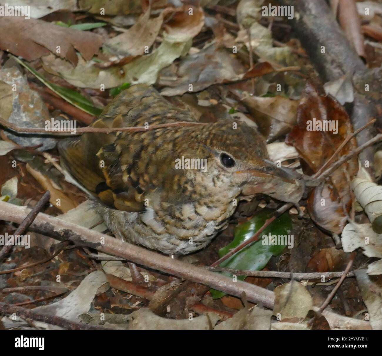 Russet tailed thrush hi-res stock photography and images - Alamy