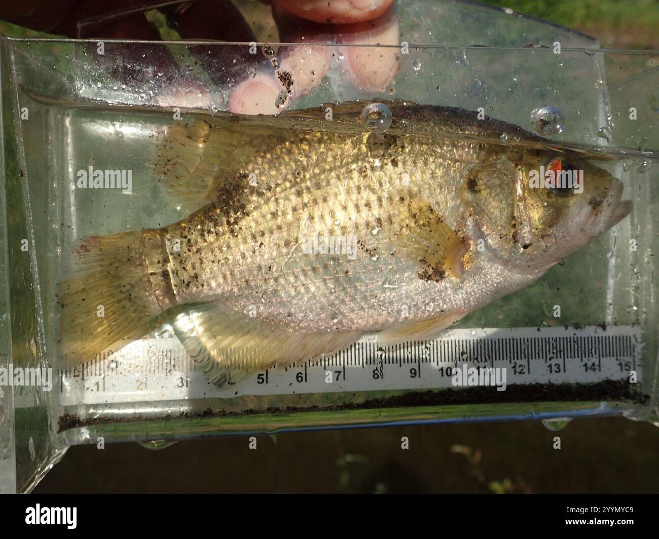 Rock Bass (Ambloplites rupestris Stock Photo - Alamy