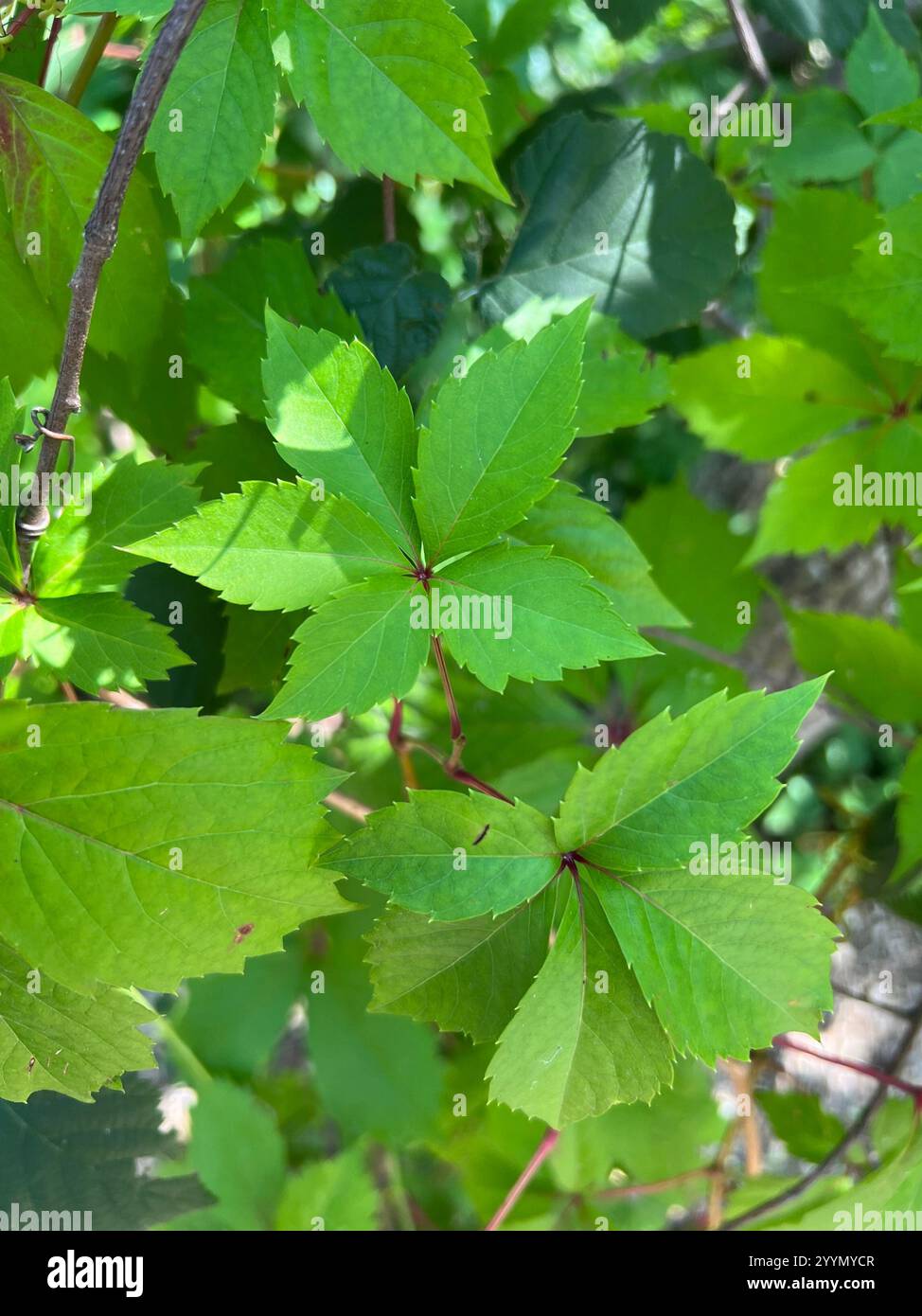 Virginia creeper (Parthenocissus quinquefolia Stock Photo - Alamy