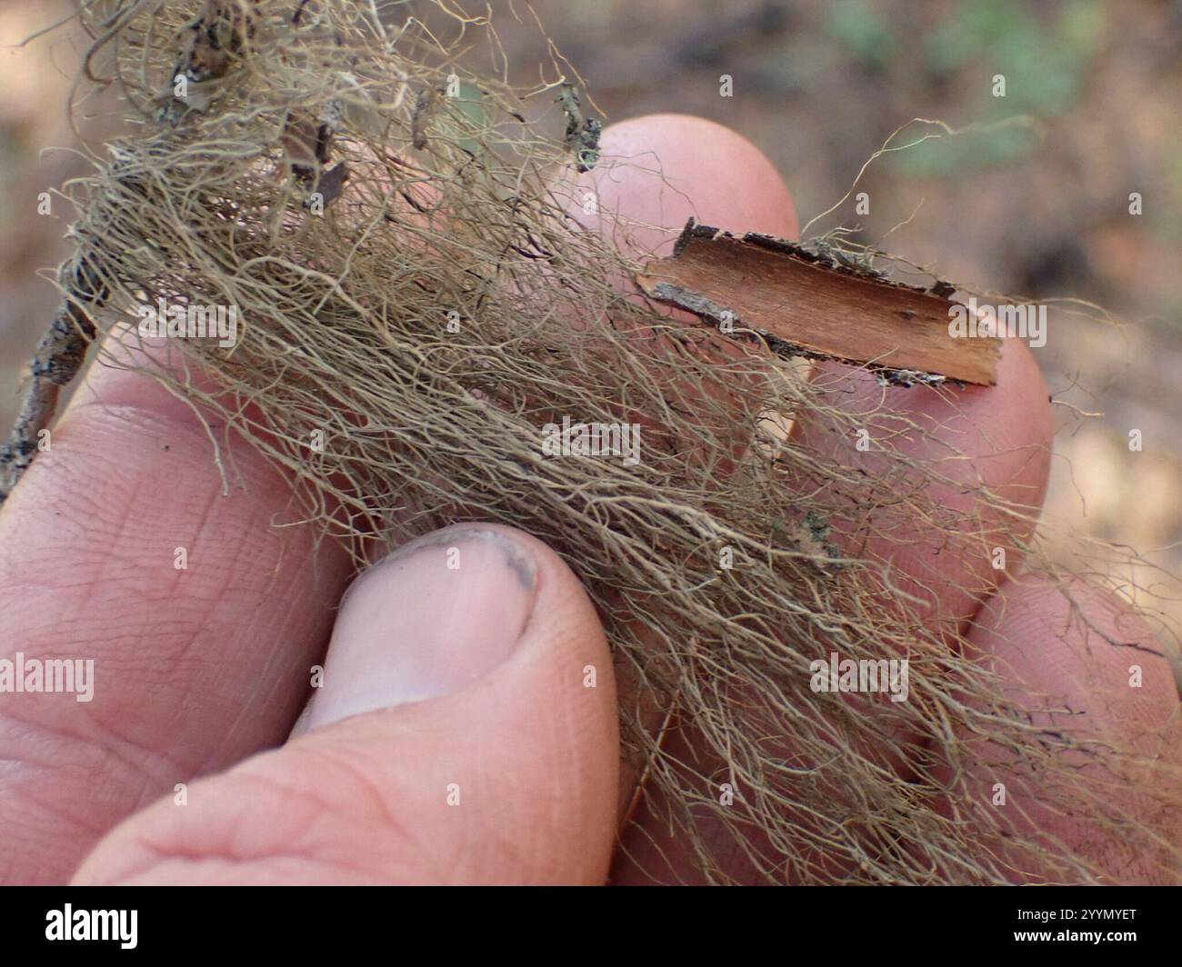 Witch's Hair (Alectoria sarmentosa Stock Photo - Alamy