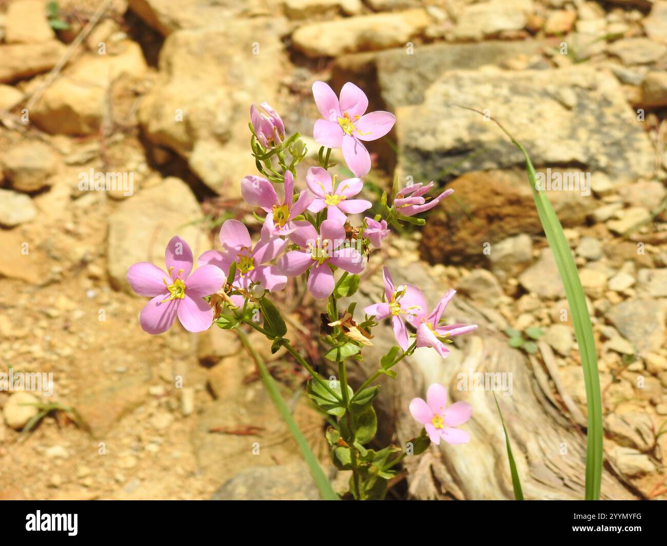 Rosepink (Sabatia angularis Stock Photo - Alamy