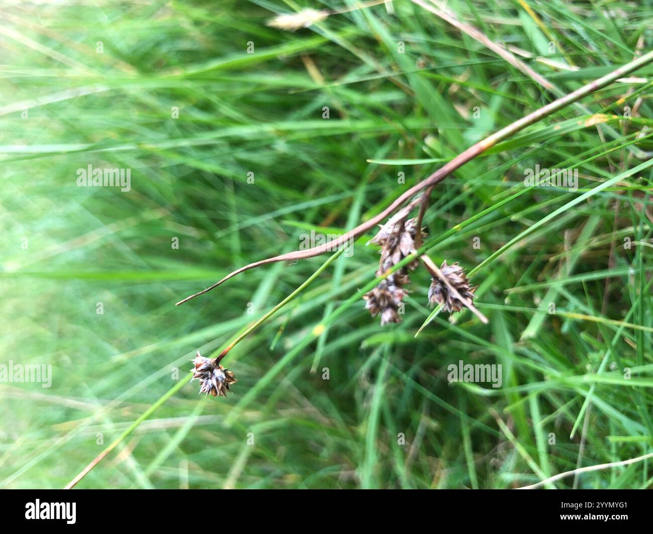 Field woodrush (Luzula campestris Stock Photo - Alamy