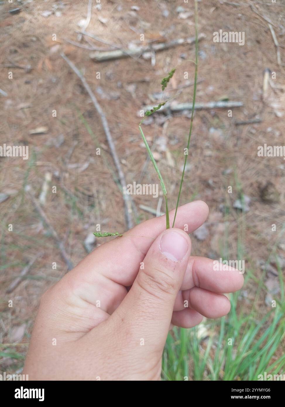 graceful sedge (Carex gracillima Stock Photo - Alamy