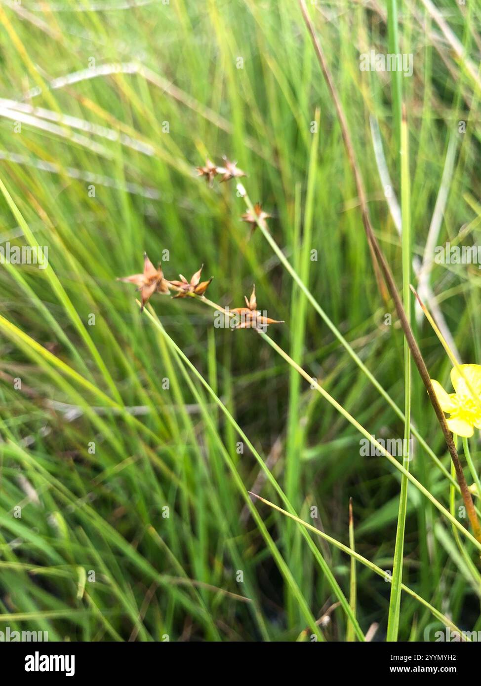star sedge (Carex echinata Stock Photo - Alamy