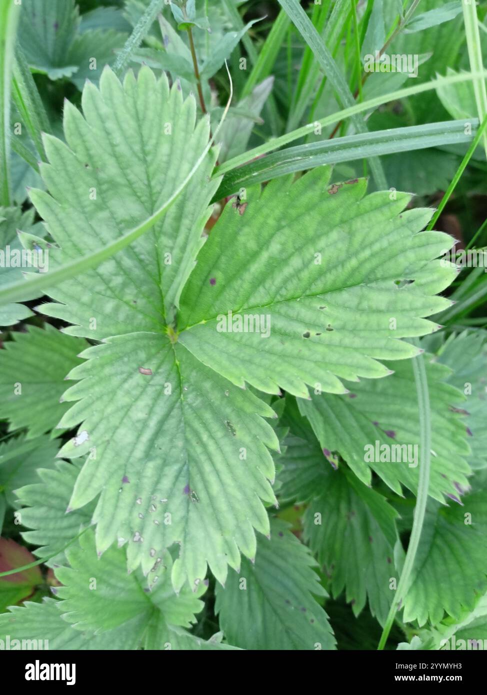 garden strawberry (Fragaria × ananassa Stock Photo - Alamy