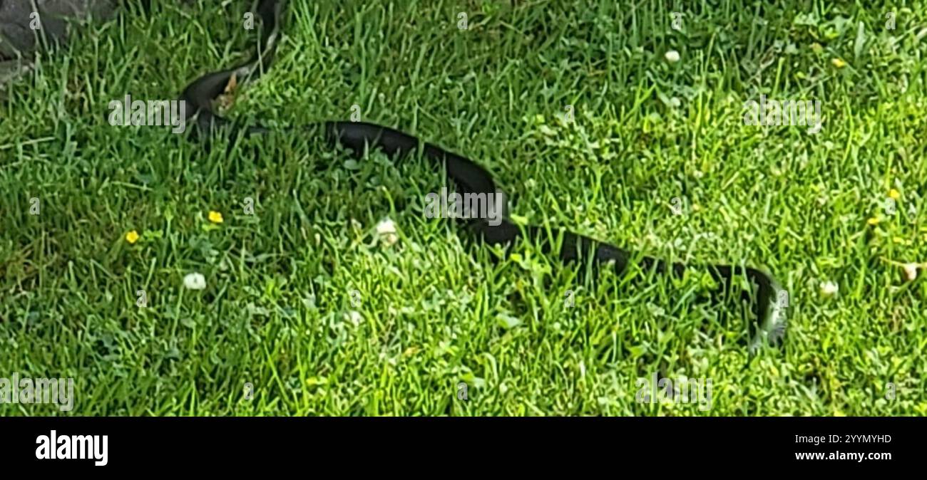 Colubrid Snakes (Colubridae Stock Photo - Alamy