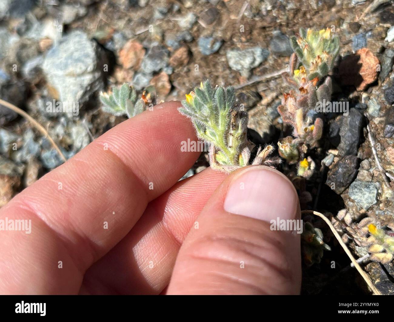 foothill deervetch (Acmispon brachycarpus Stock Photo - Alamy