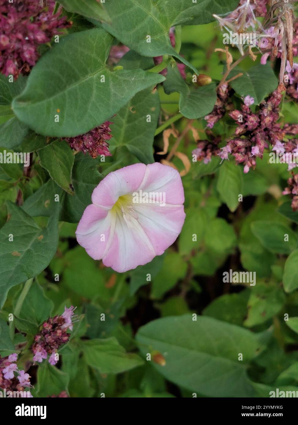 field bindweed (Convolvulus arvensis Stock Photo - Alamy