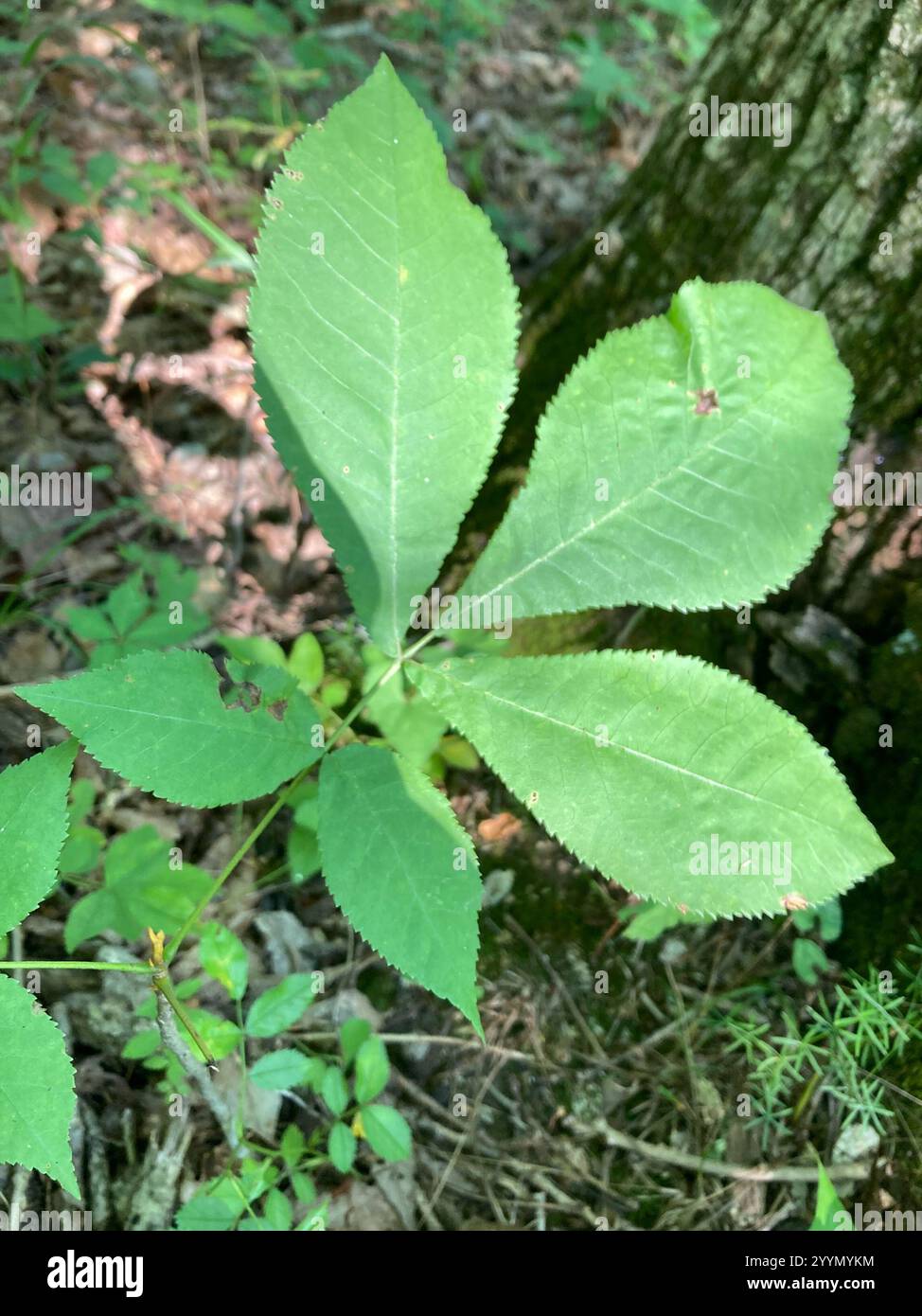 Bitternut hickory hi-res stock photography and images - Alamy