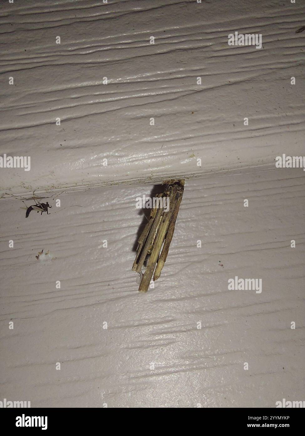 Common Bagworm Moth (Psyche casta Stock Photo - Alamy