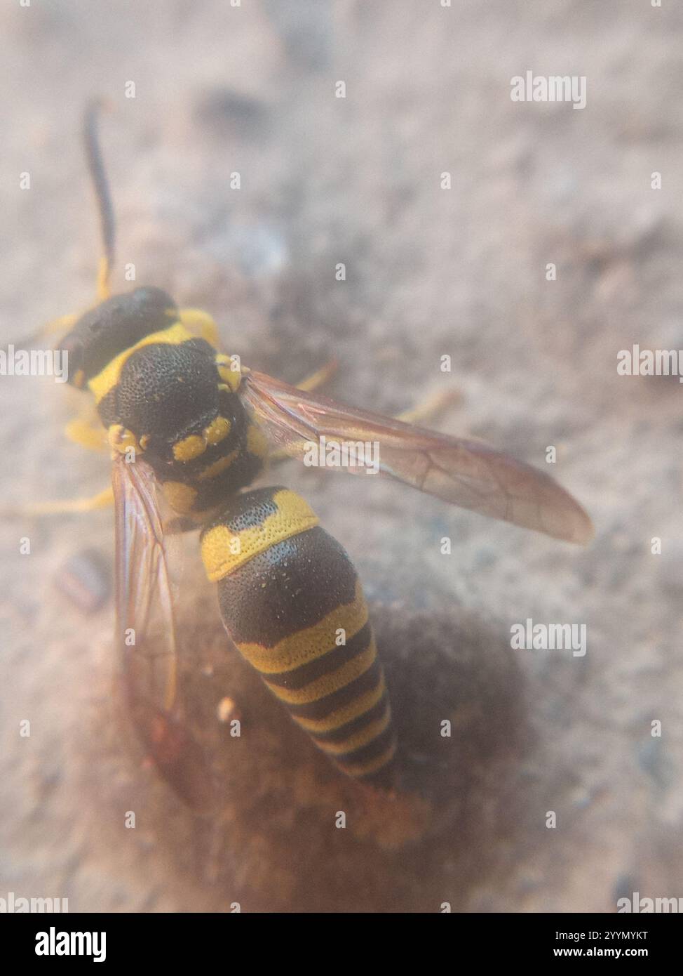European tube wasp (Ancistrocerus gazella Stock Photo - Alamy