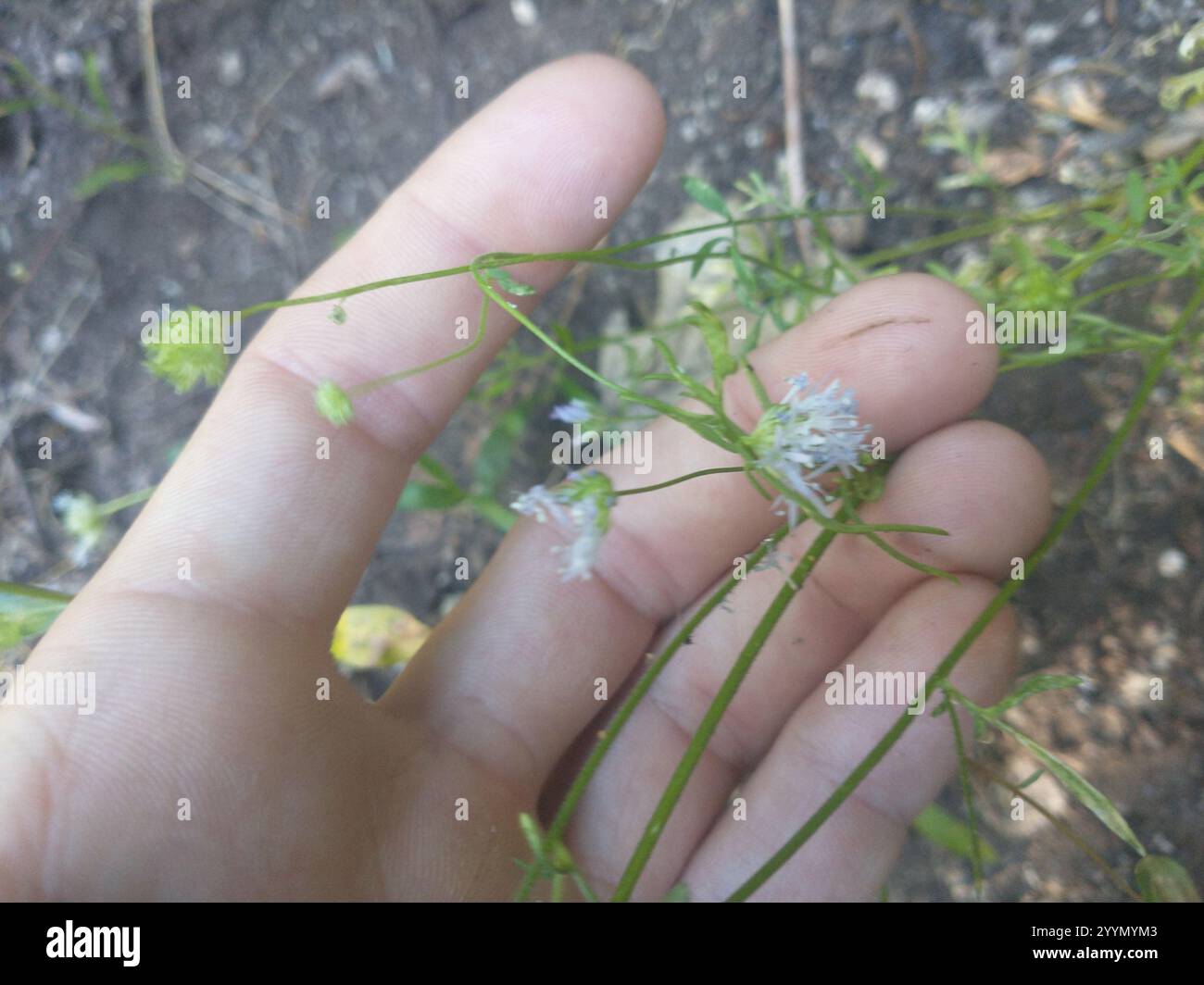 bluehead gilia (Gilia capitata Stock Photo - Alamy