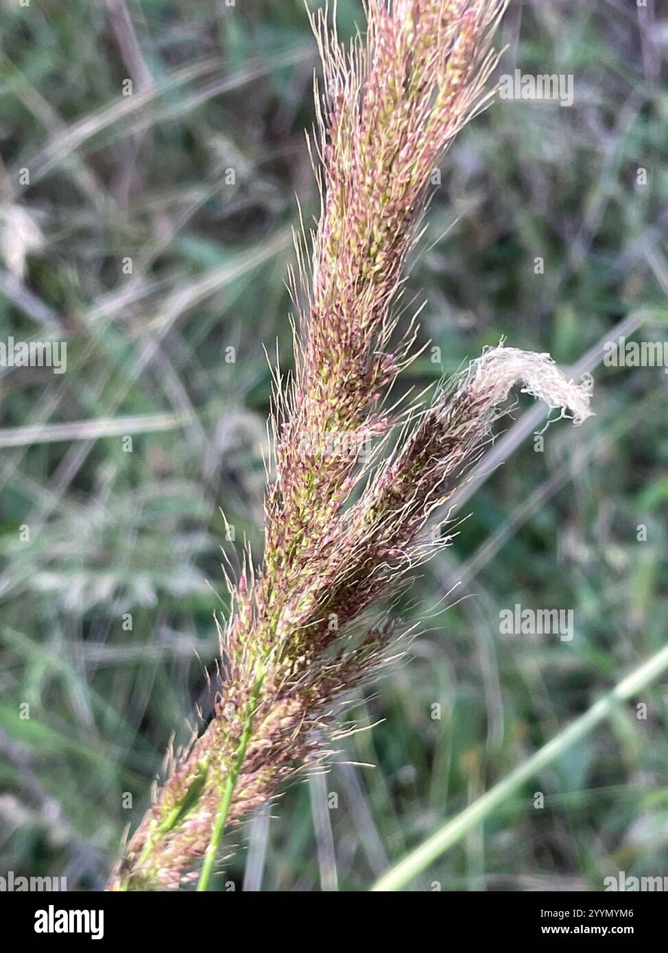 Molasses Grass (Melinis minutiflora Stock Photo - Alamy