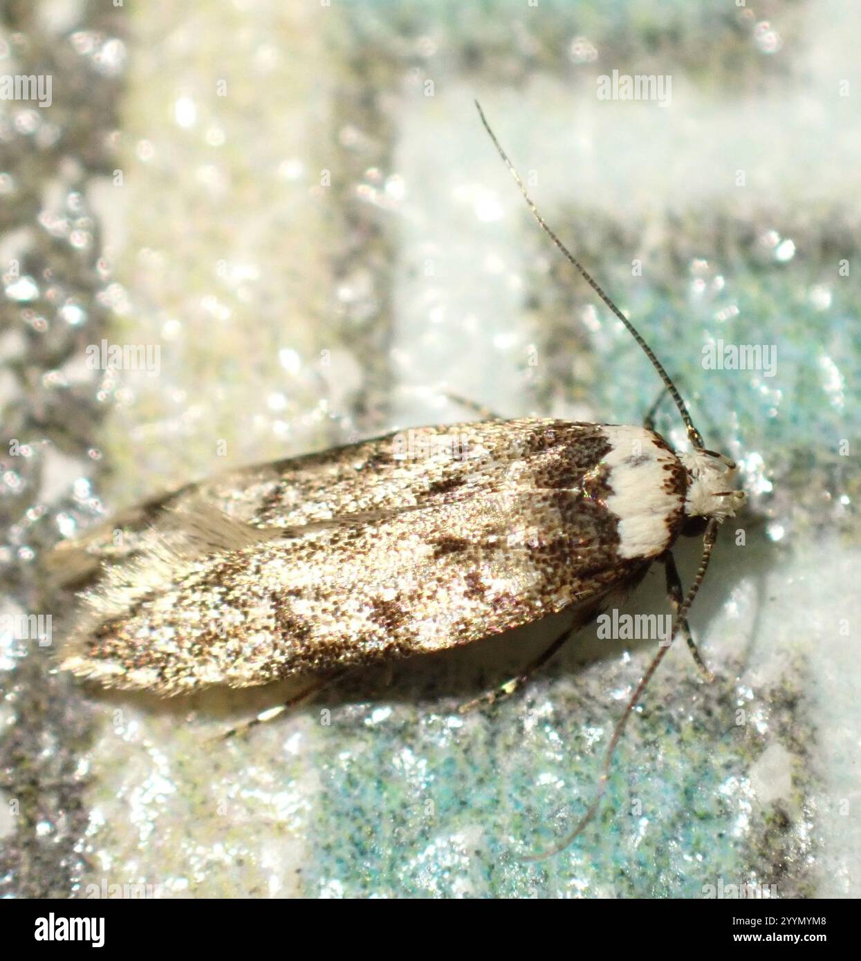 White shouldered moth hi-res stock photography and images - Alamy