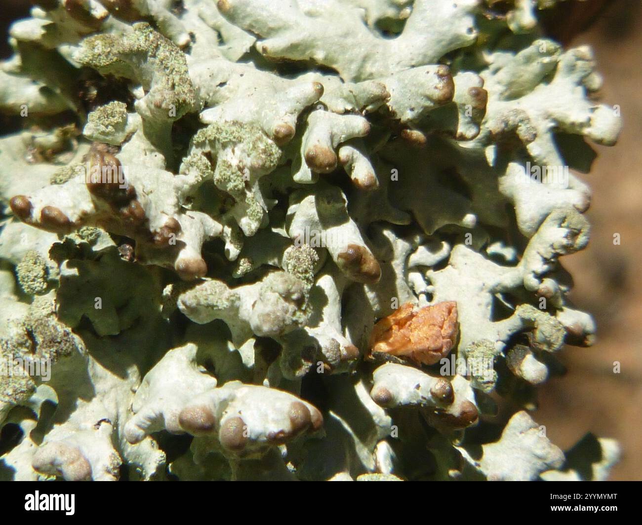 Powder-headed Tube Lichen (Hypogymnia tubulosa Stock Photo - Alamy
