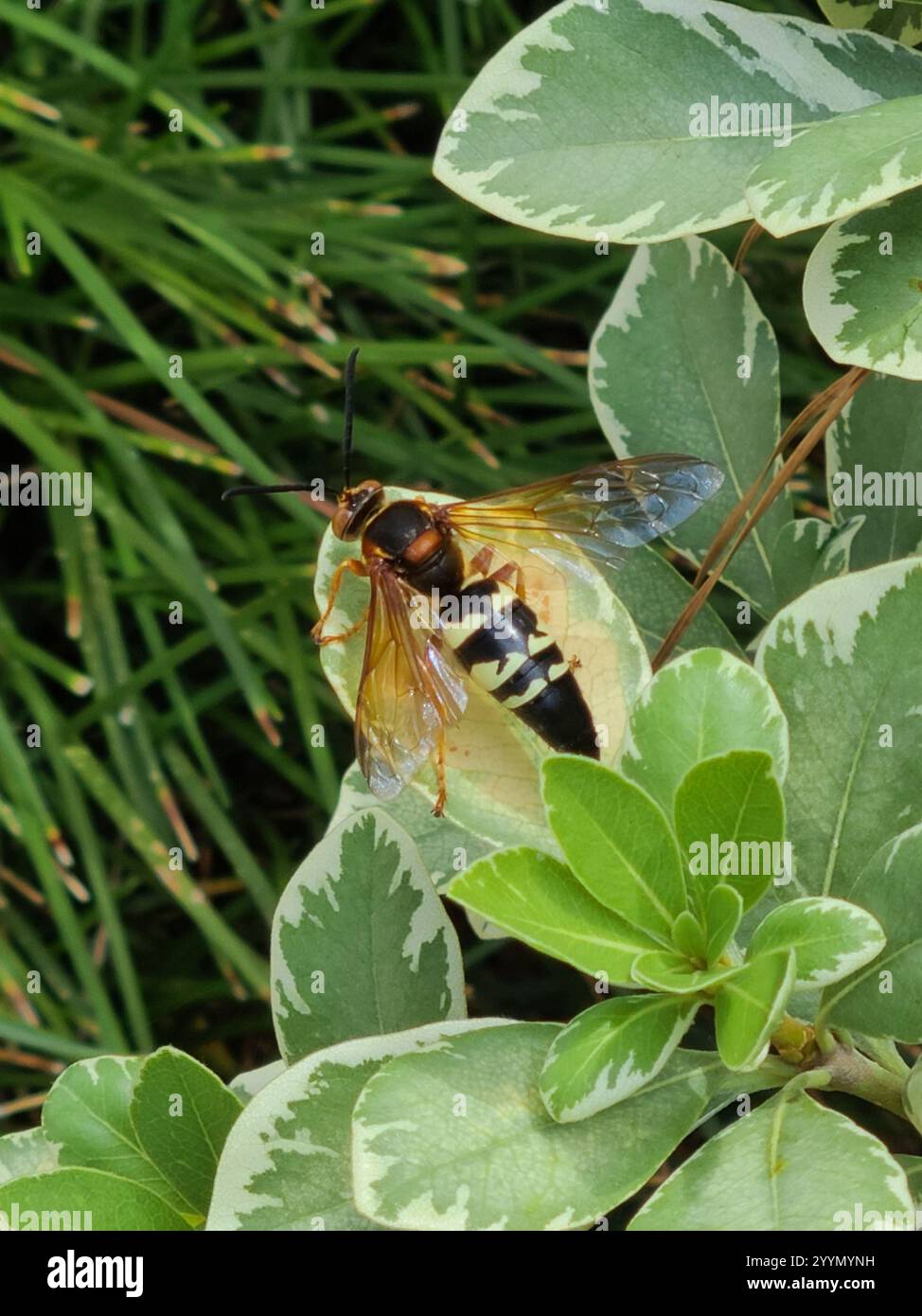 Eastern Cicada-killer Wasp (Sphecius speciosus Stock Photo - Alamy