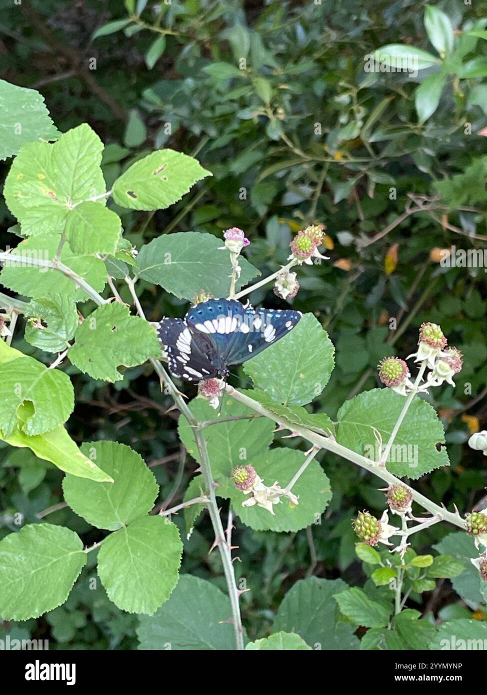 Southern White Admiral (Limenitis reducta Stock Photo - Alamy