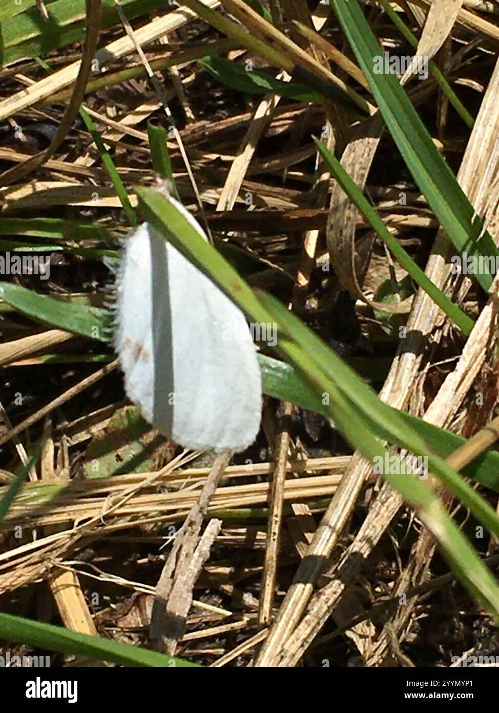 Swan Moth (Sphrageidus similis Stock Photo - Alamy