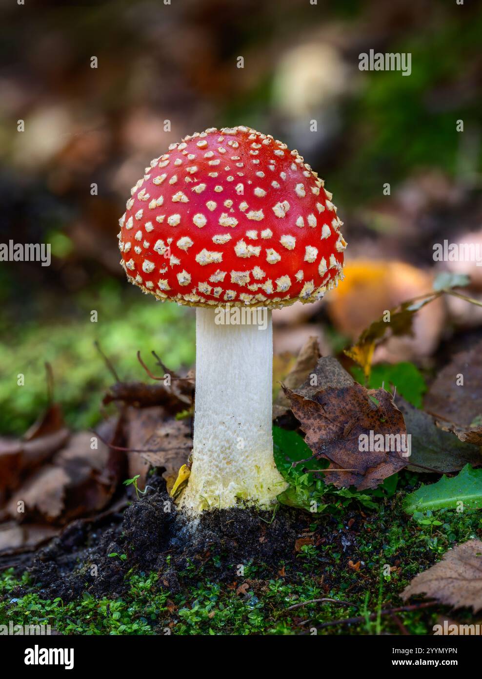 Cap musroom hi-res stock photography and images - Alamy