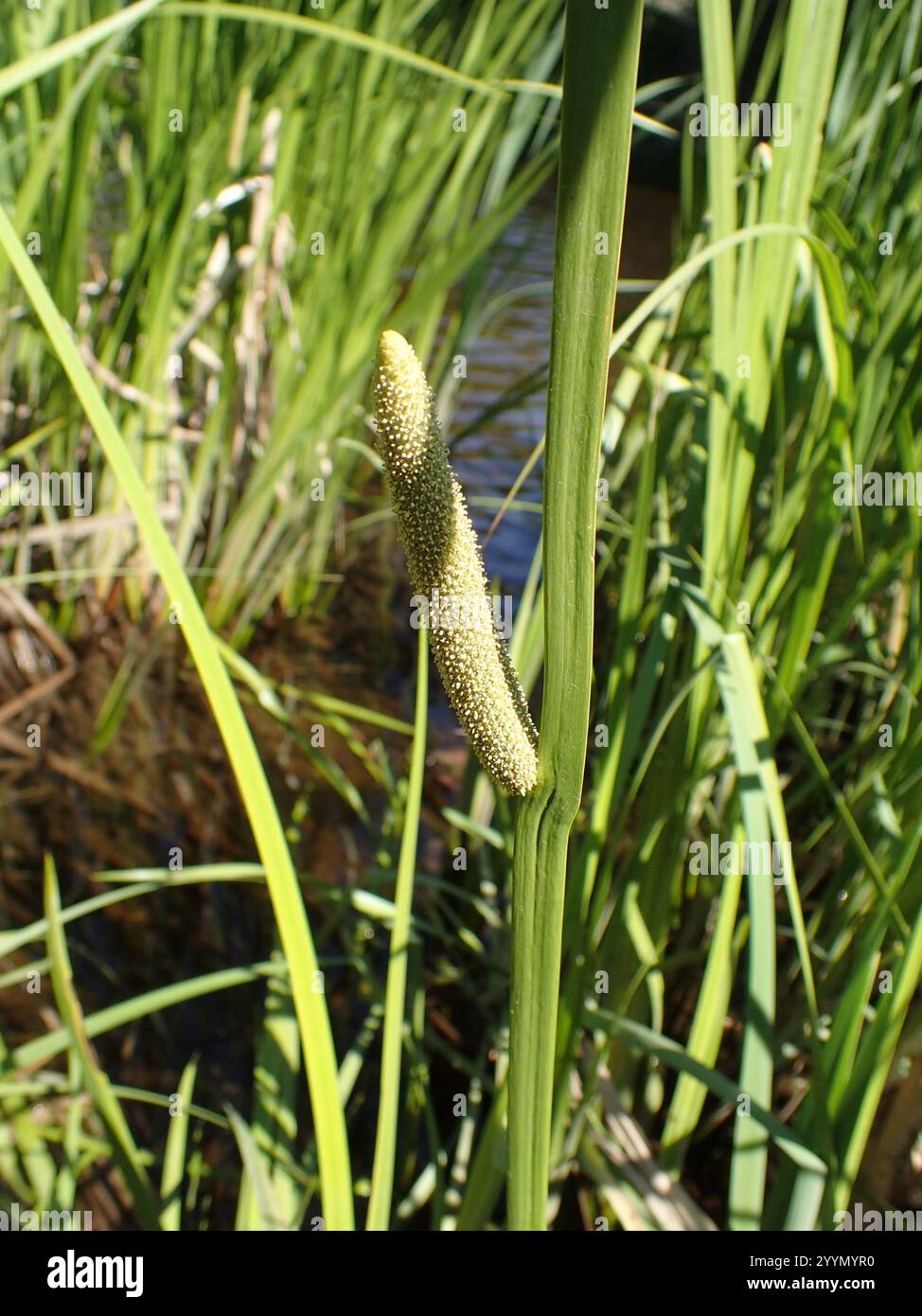 American Sweet-Flag (Acorus americanus Stock Photo - Alamy