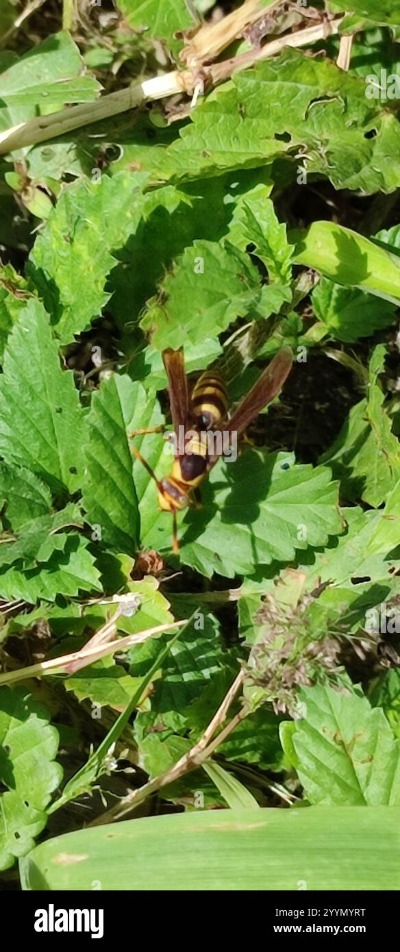 Horse Paper Wasp (Polistes major Stock Photo - Alamy