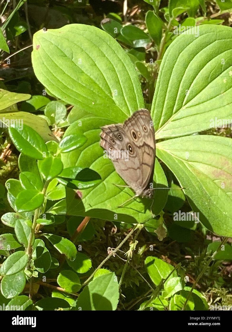 Northern Pearly-eye (Lethe anthedon Stock Photo - Alamy